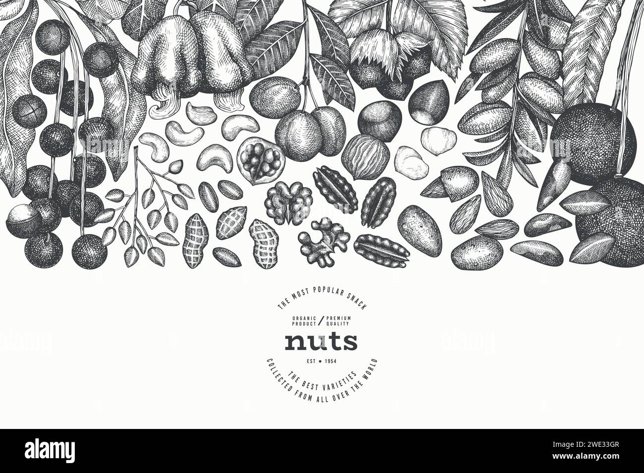 Hand Drawn Nuts Branch And Kernels Template. Organic Seed Vector Design ...