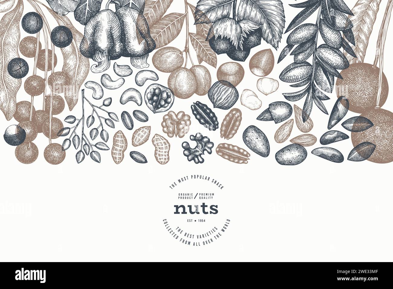 Hand Drawn Nuts Branch And Kernels Template. Organic Seed Vector Design ...