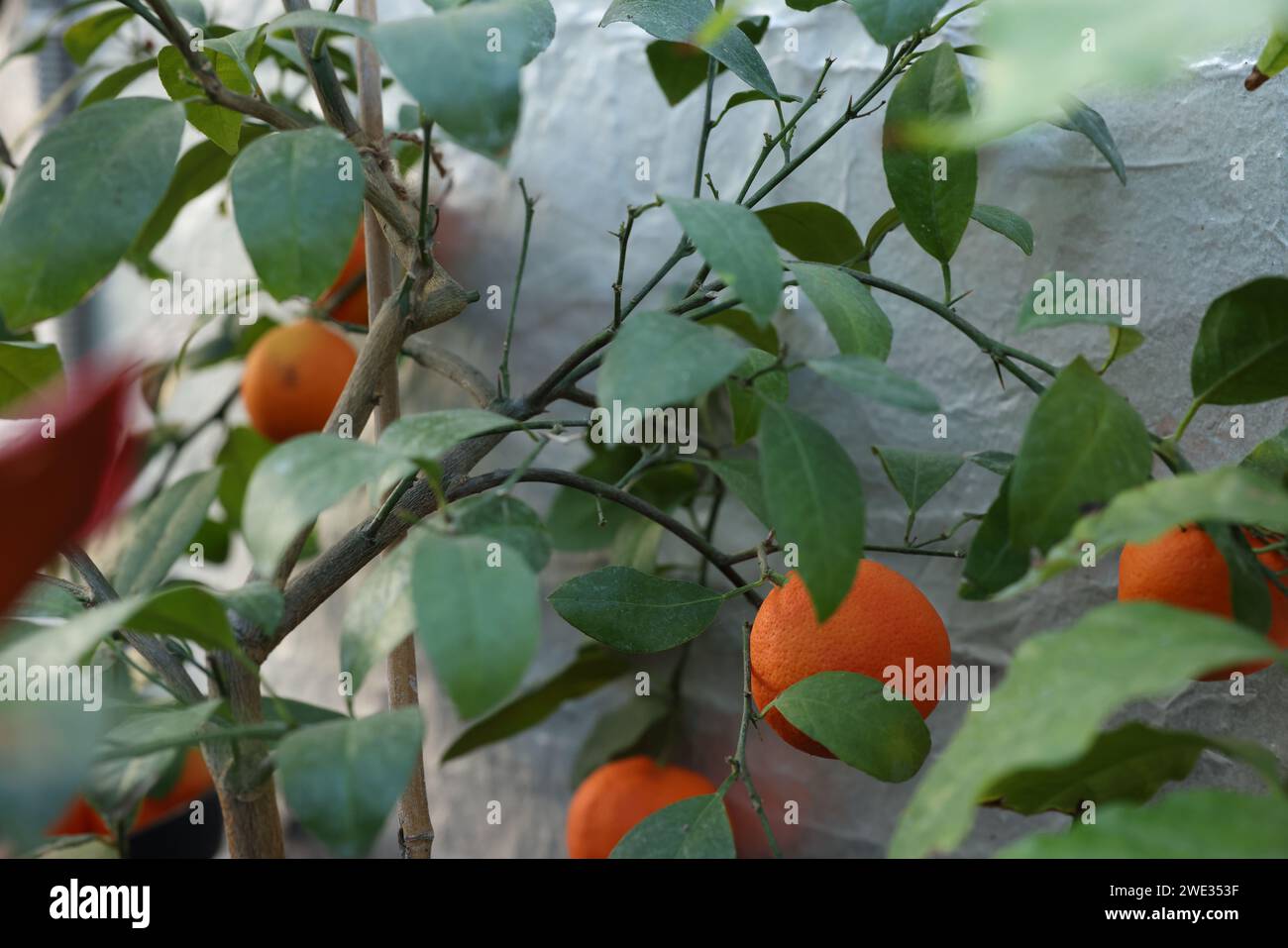 Growing oranges in greenhouse hi-res stock photography and images - Alamy