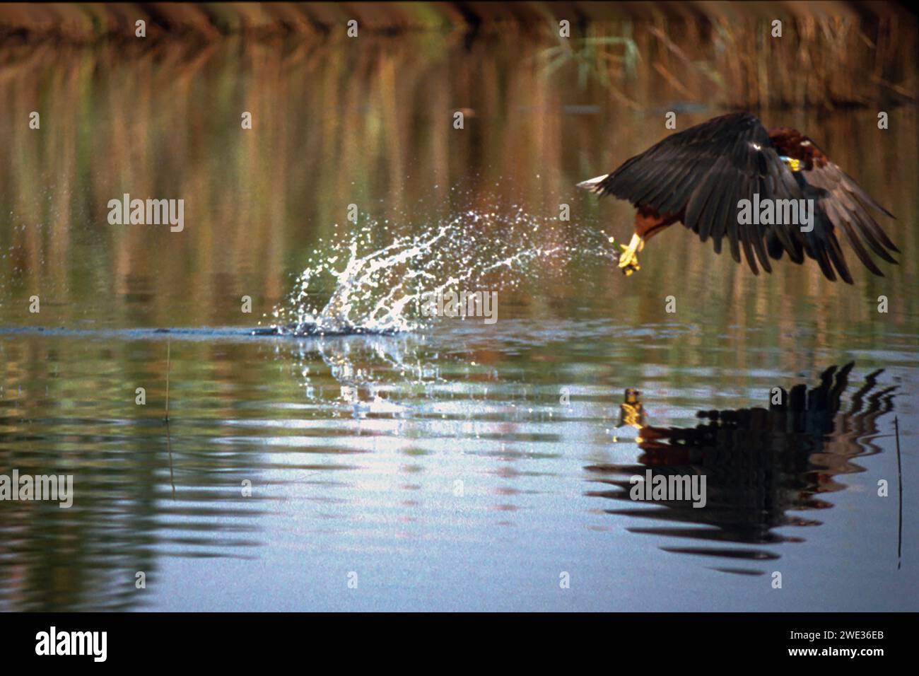 African Fish Eagle, Icthyophaga vocifer, snatching fish prey from water ...