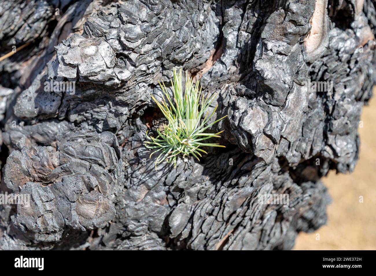 A new pine tree grows on a tree trunk after a forest fire (La Palma ...