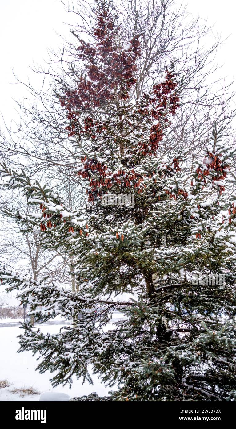 Picturesque tree stands hi-res stock photography and images - Alamy
