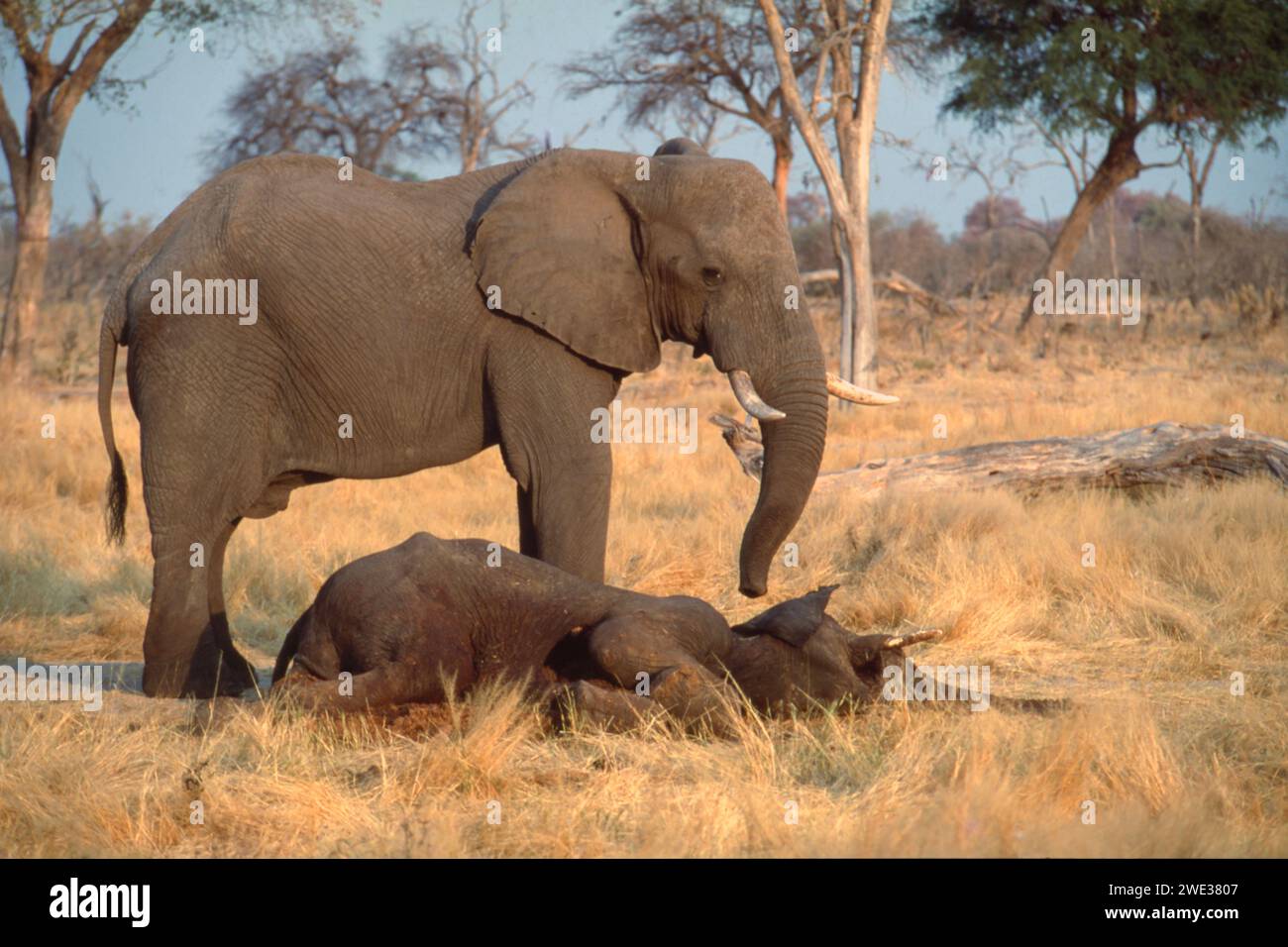 African Bush Elephant, Loxodonta africana, classified as Endangered ...