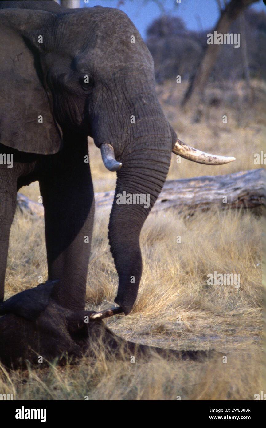 Grieving elephant hi-res stock photography and images - Alamy