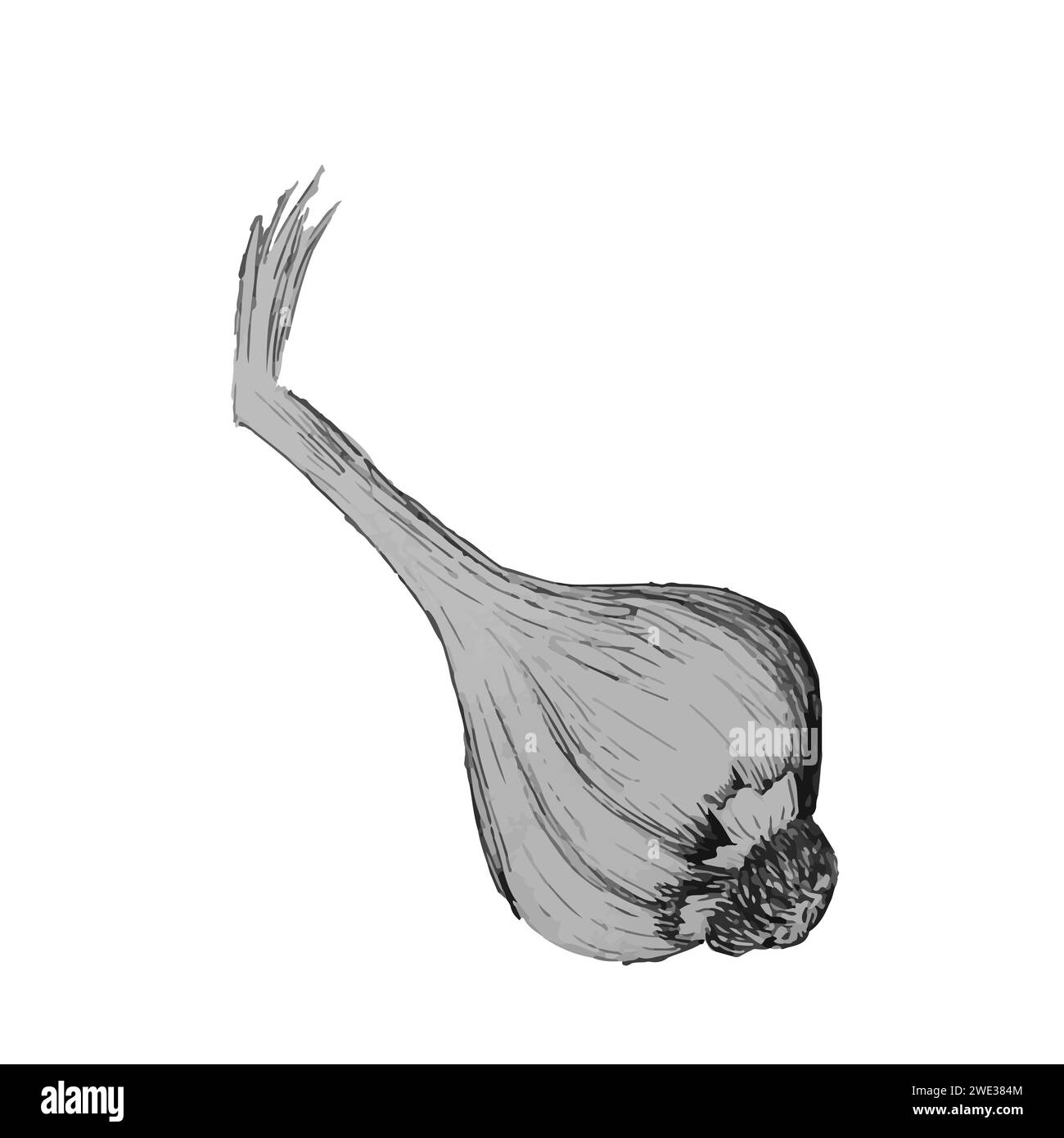 Garlic. Hand drawn vector illustration Stock Vector Image & Art - Alamy