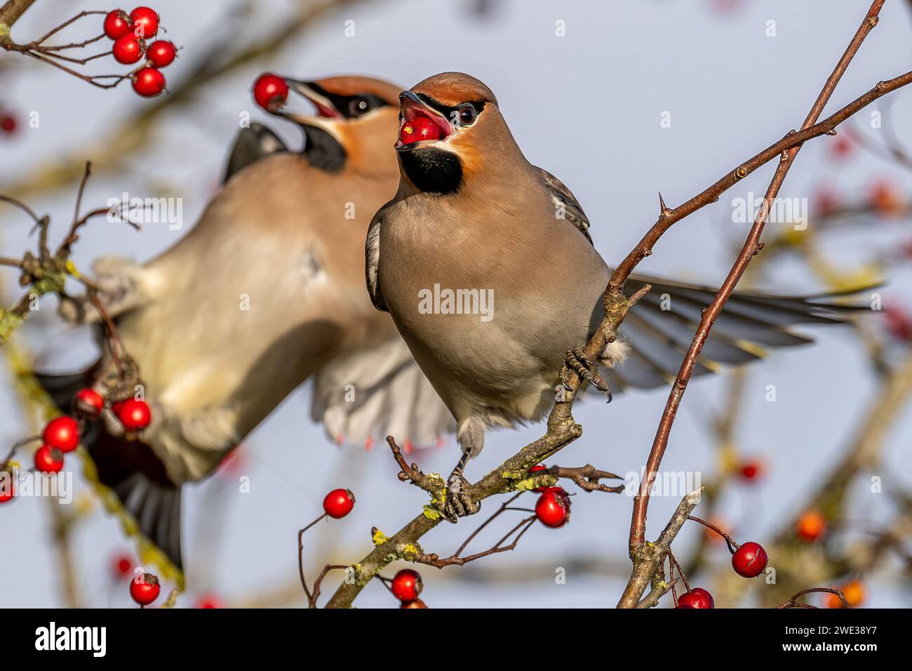 Waxwing invasion hi-res stock photography and images - Alamy