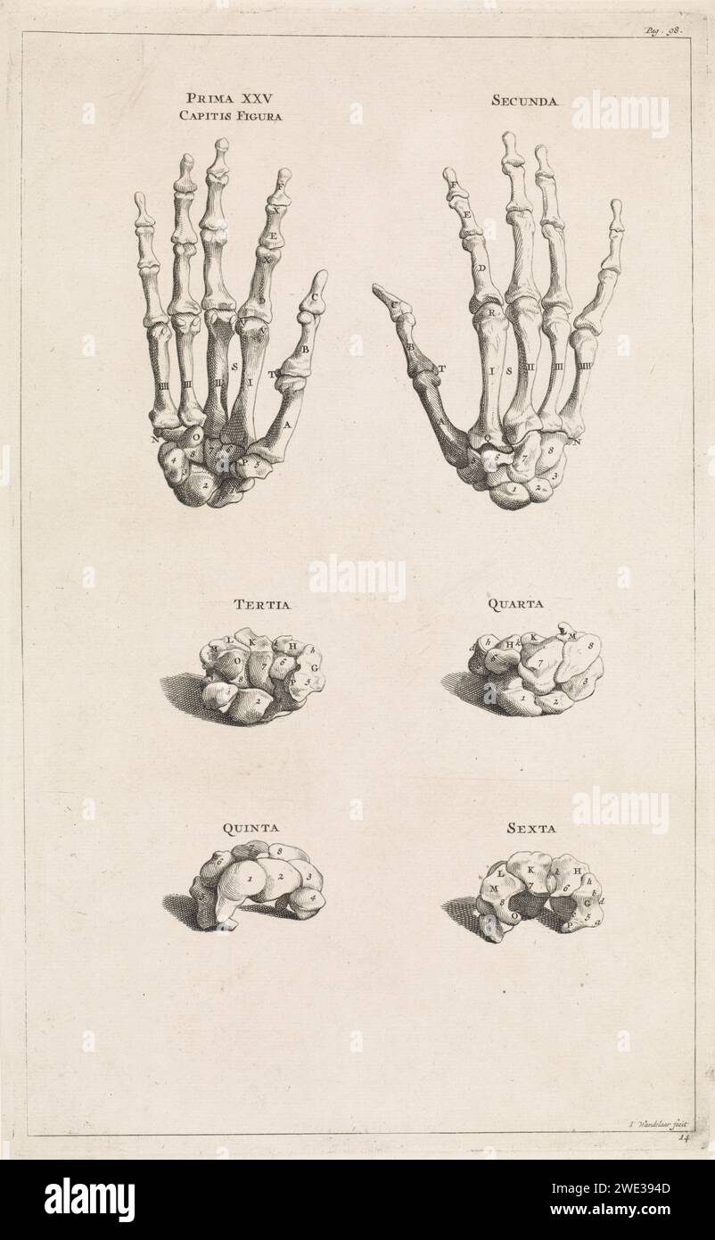 Carpus bones hi-res stock photography and images - Alamy