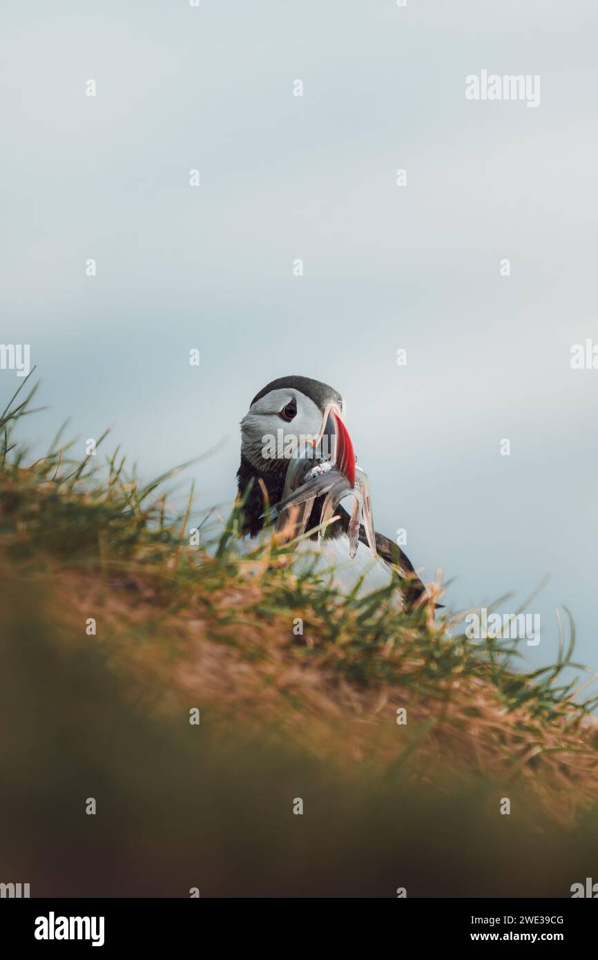 puffin in Iceland eating fish Stock Photo - Alamy