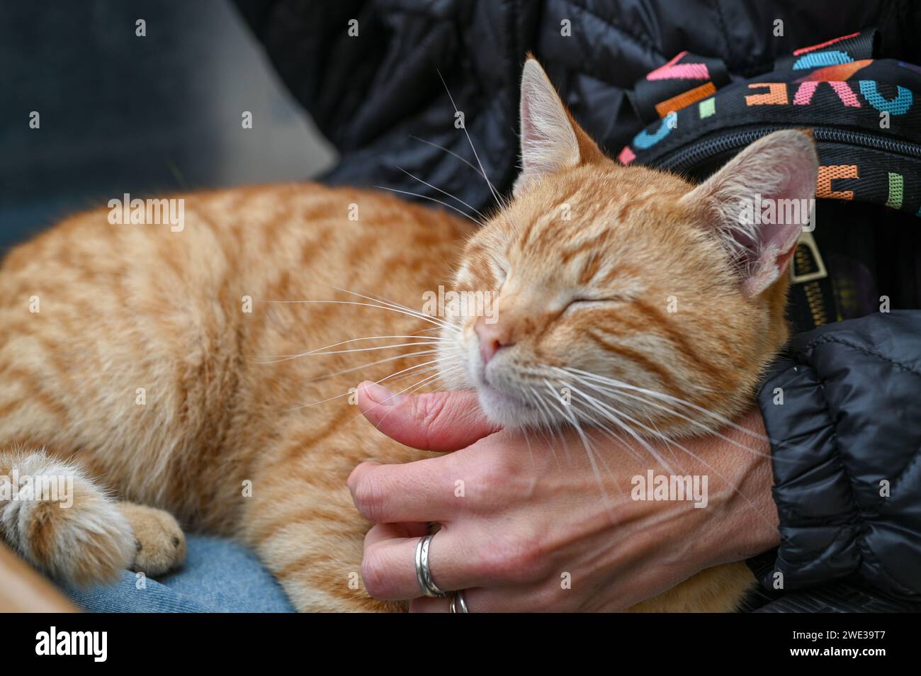 Cat in womans arms hi-res stock photography and images - Alamy