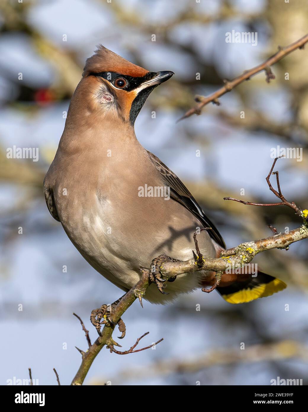Bohemian waxwing perched on hi-res stock photography and images - Alamy