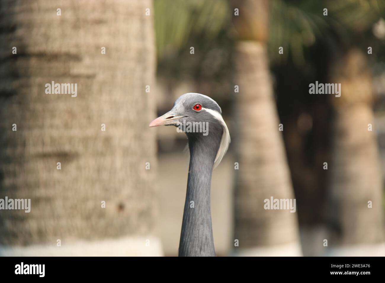 Guest birds hi-res stock photography and images - Alamy
