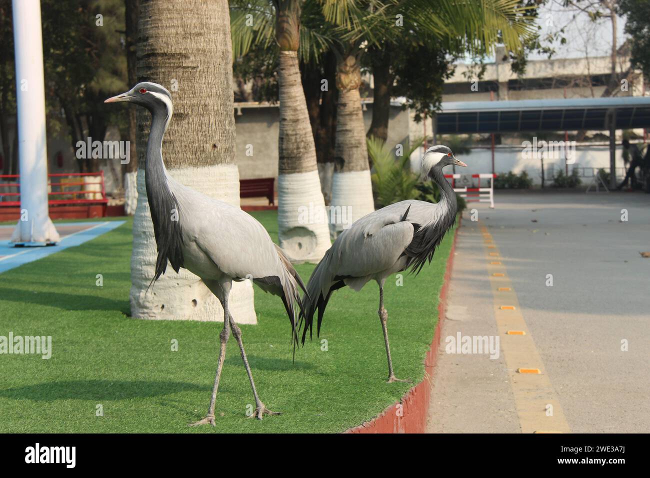 Guest birds hi-res stock photography and images - Alamy