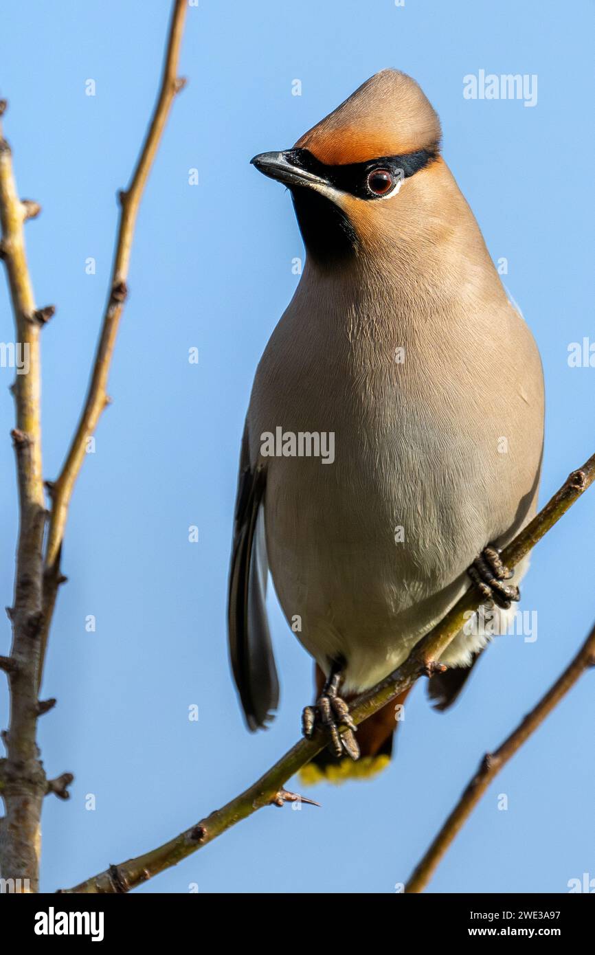 Winter waxwing in the uk hi-res stock photography and images - Alamy