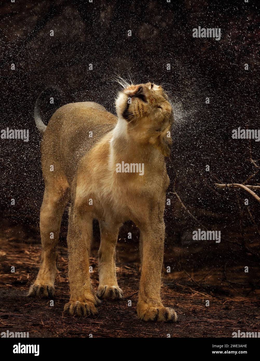 Lioness shaking water off of herself INDIA EXCITING images of an ...