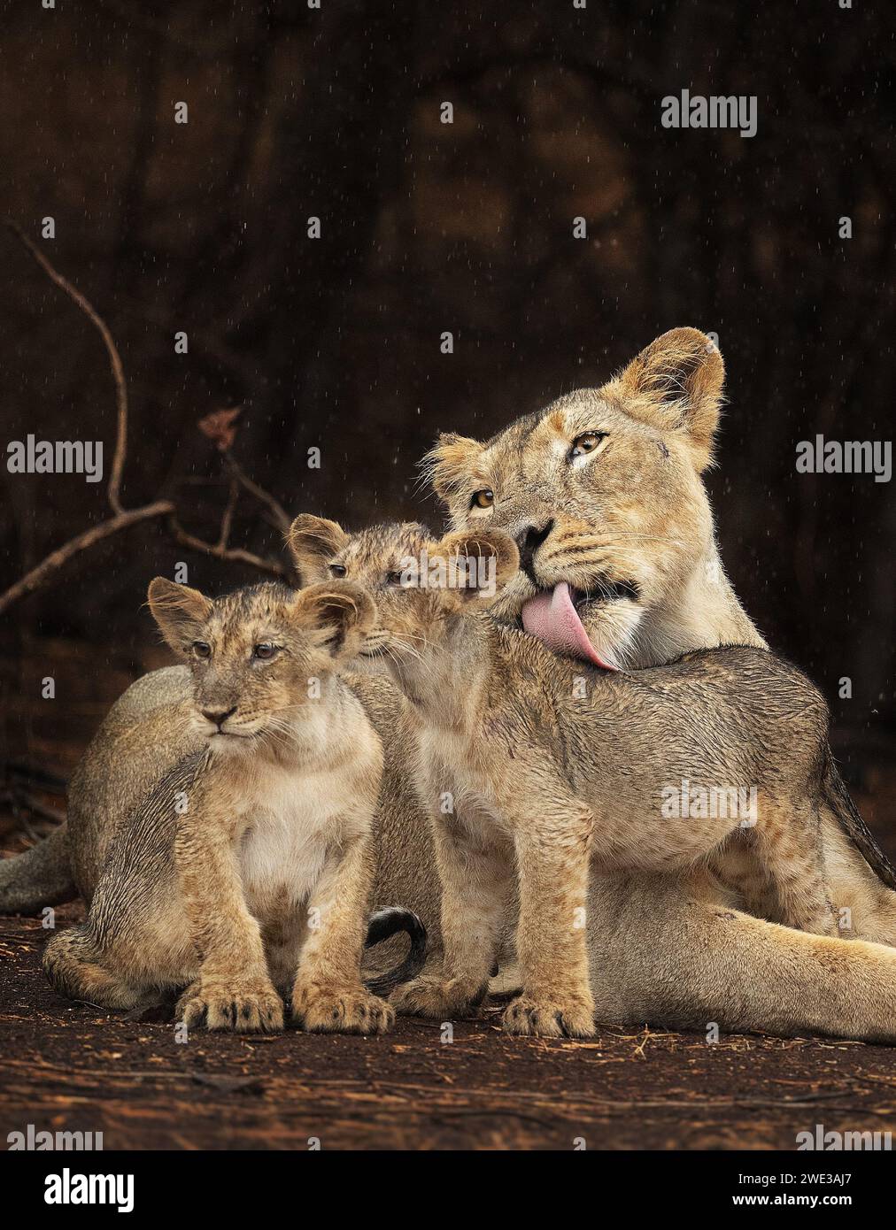 Lioness with her family INDIA EXCITING images of an Asiatic Lioness ...