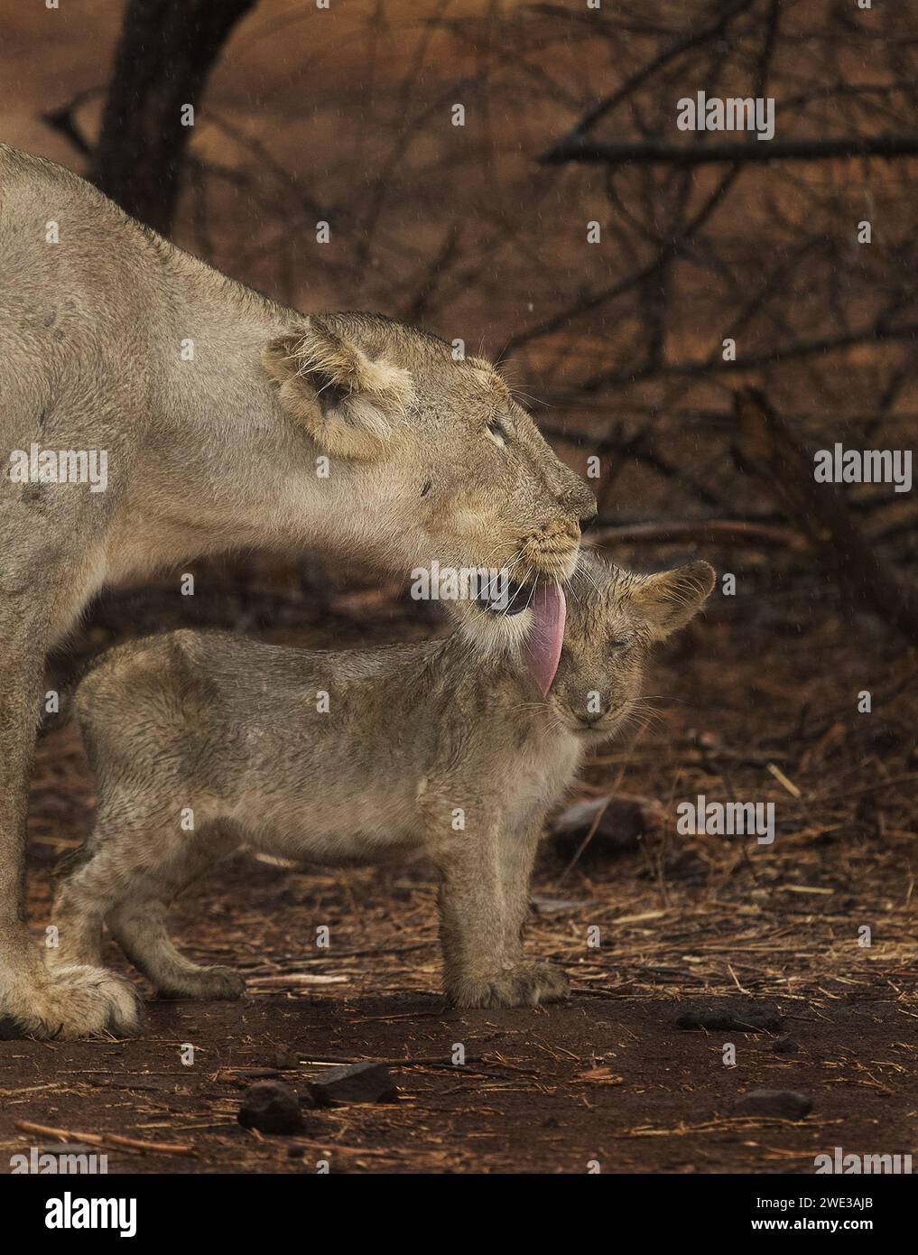 Lioness with her cub INDIA EXCITING images of an Asiatic Lioness ...