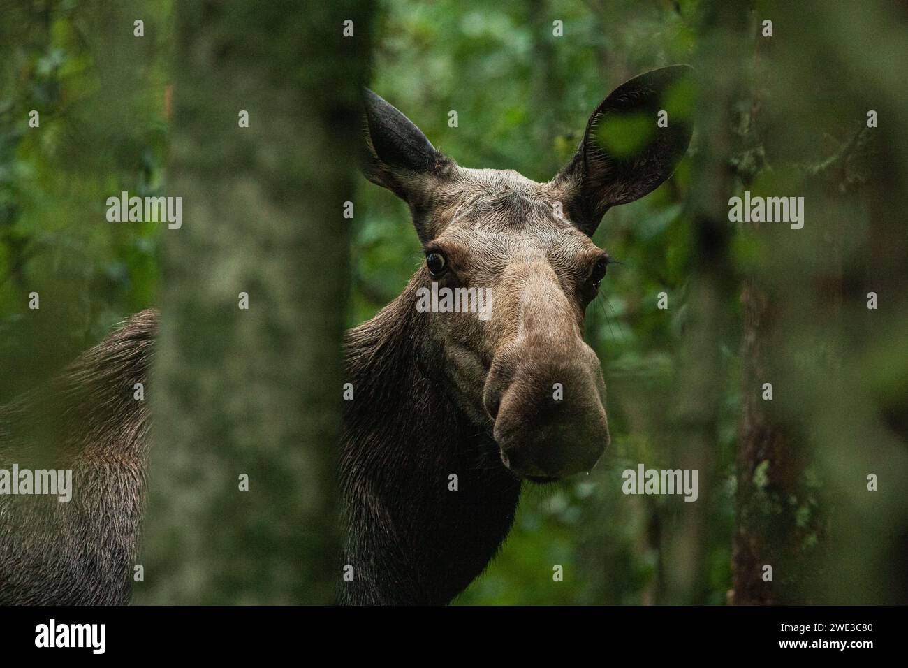 Female moose hi-res stock photography and images - Alamy