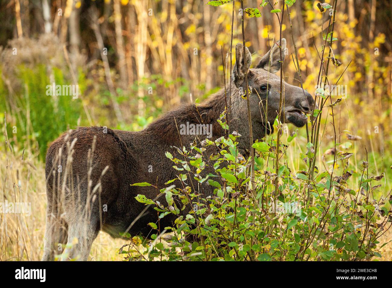 Moose eating leaves hi-res stock photography and images - Alamy