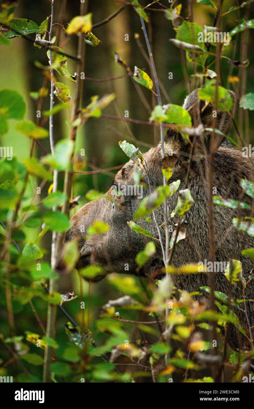 Moose calf eating twigs Stock Photo - Alamy