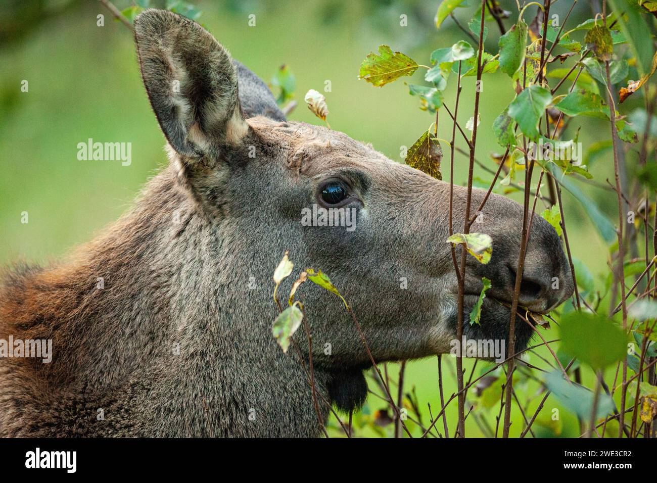 Moose eating leaves hi-res stock photography and images - Alamy