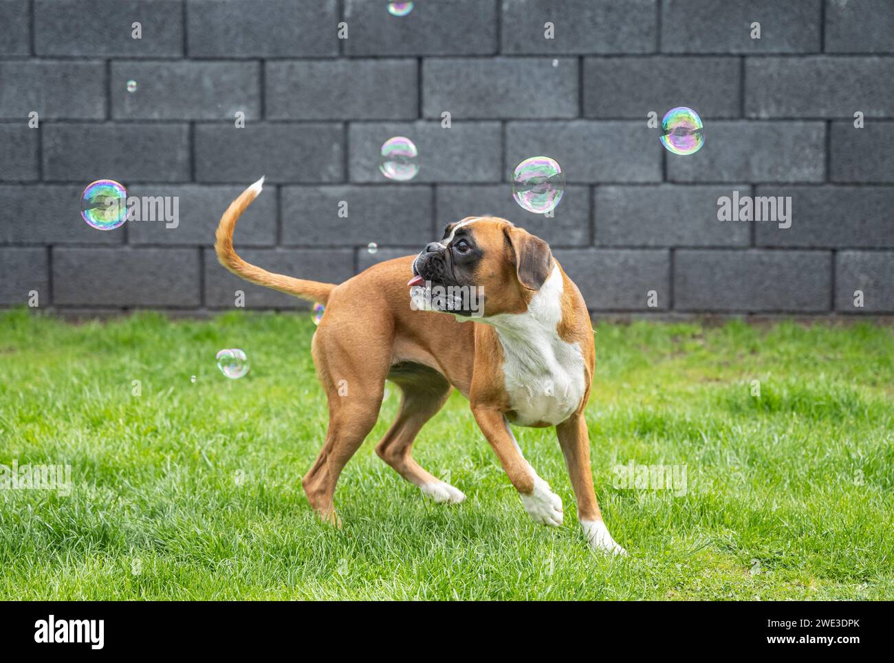 8 months young purebred golden german boxer dog puppy jumping catching ...