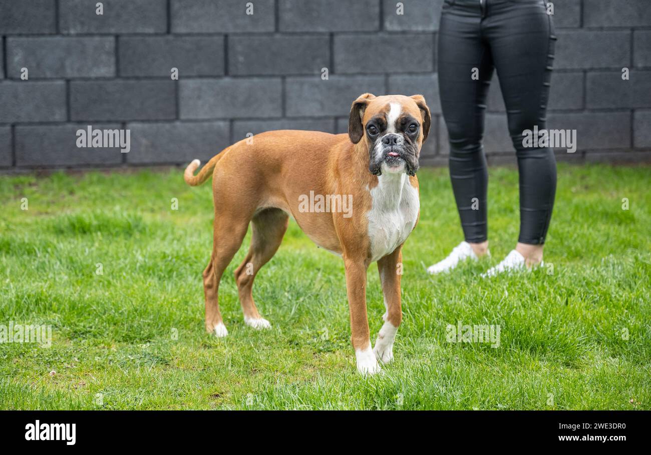 8 months young purebred golden german boxer dog puppy jumping catching ...