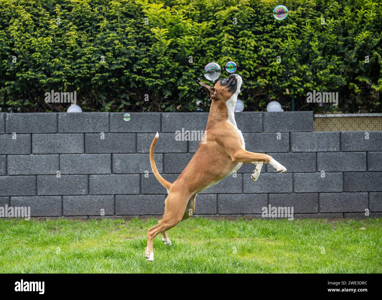 8 months young purebred golden german boxer dog puppy jumping catching ...