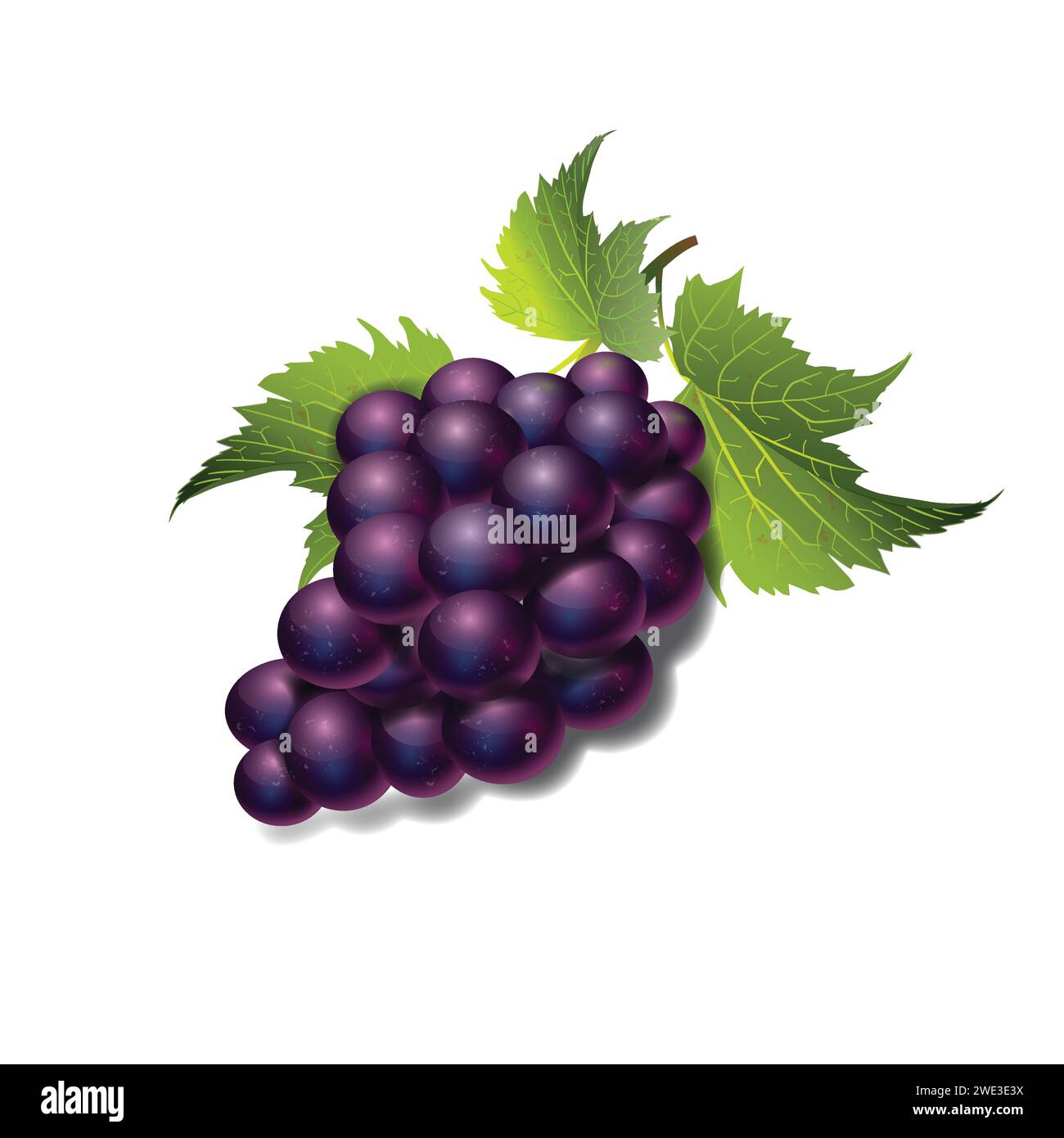 Vector illustration of a bunch of fruit grapes Stock Vector Image & Art ...