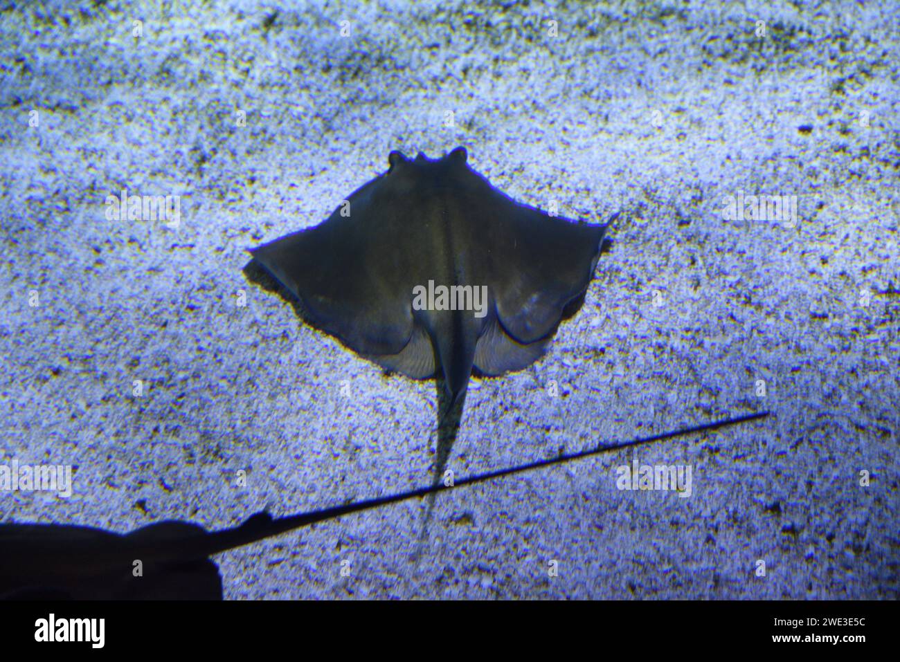 Aquariam stingray hi-res stock photography and images - Alamy