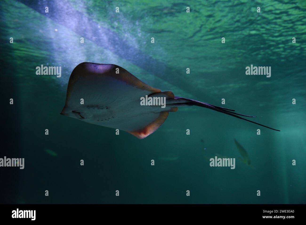 Stingray beautiful fish swimming in the aquarium Stock Photo - Alamy