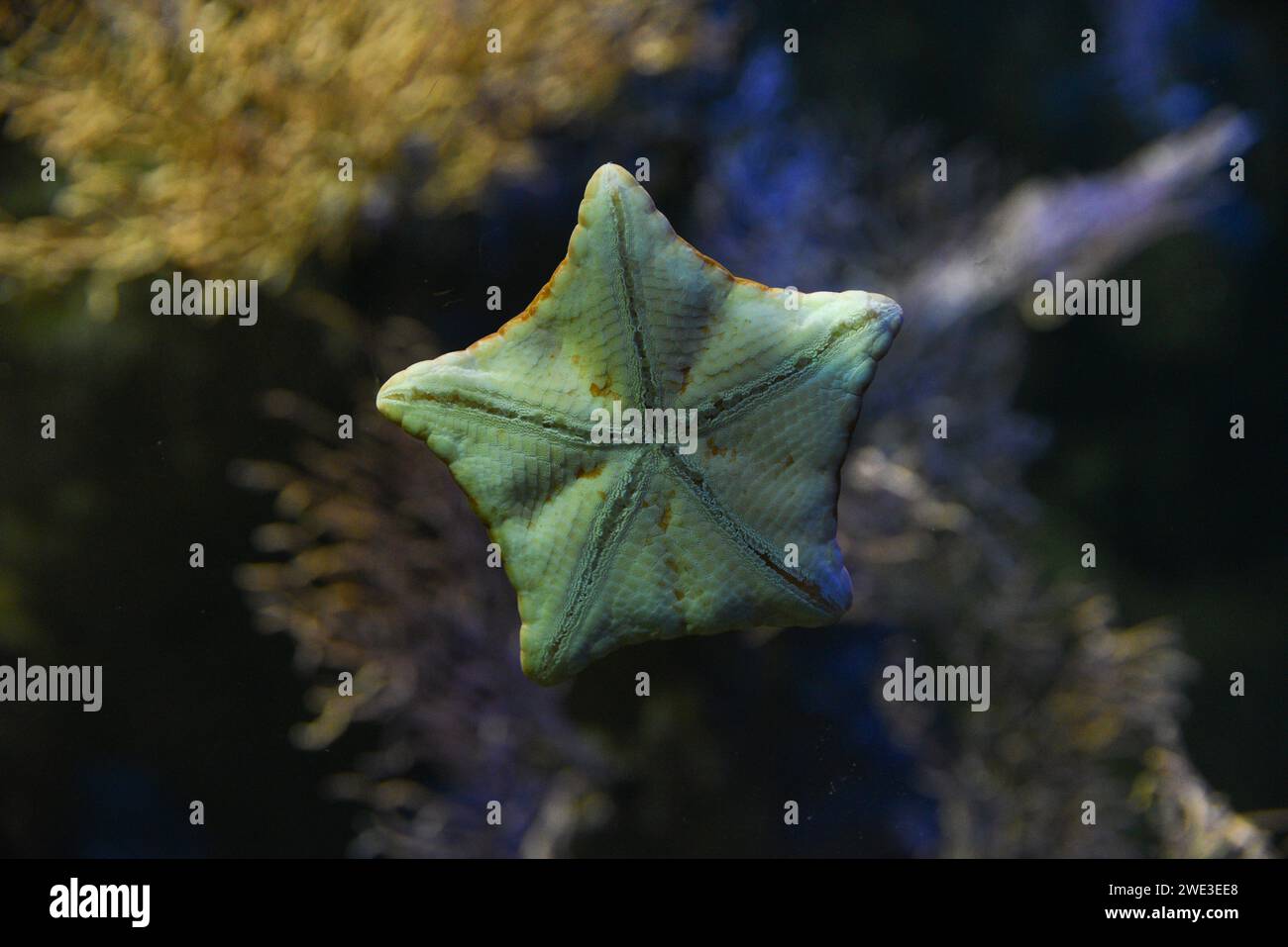 Cushion star fish hi-res stock photography and images - Alamy