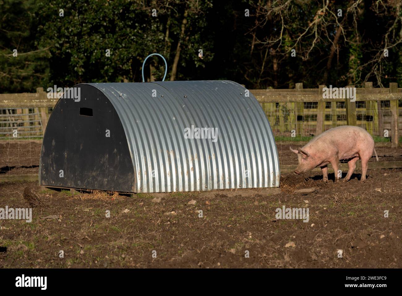 Pig shed hi-res stock photography and images - Alamy