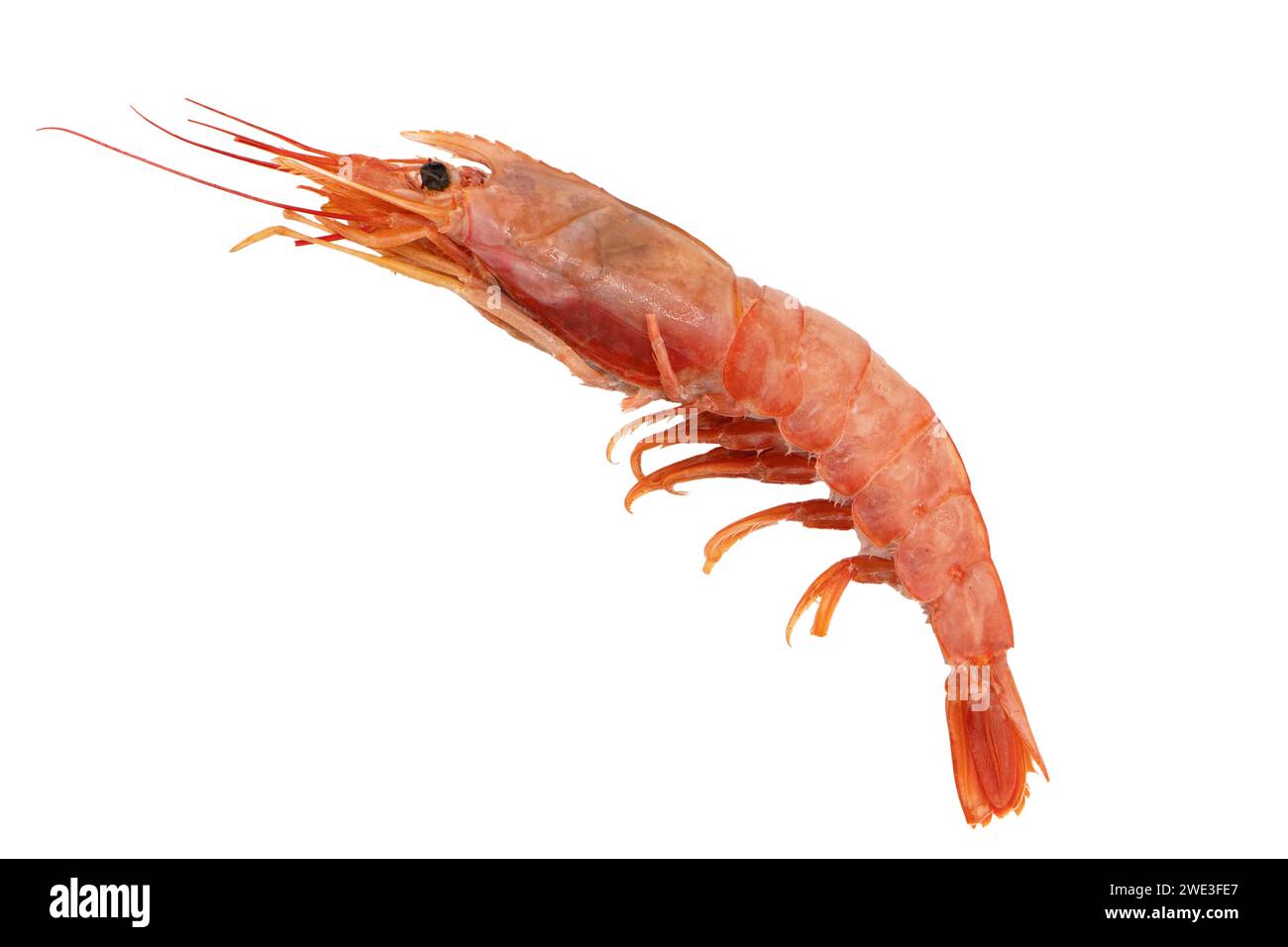 Red giant argentine shrimp isolated on white background. Large tiger ...