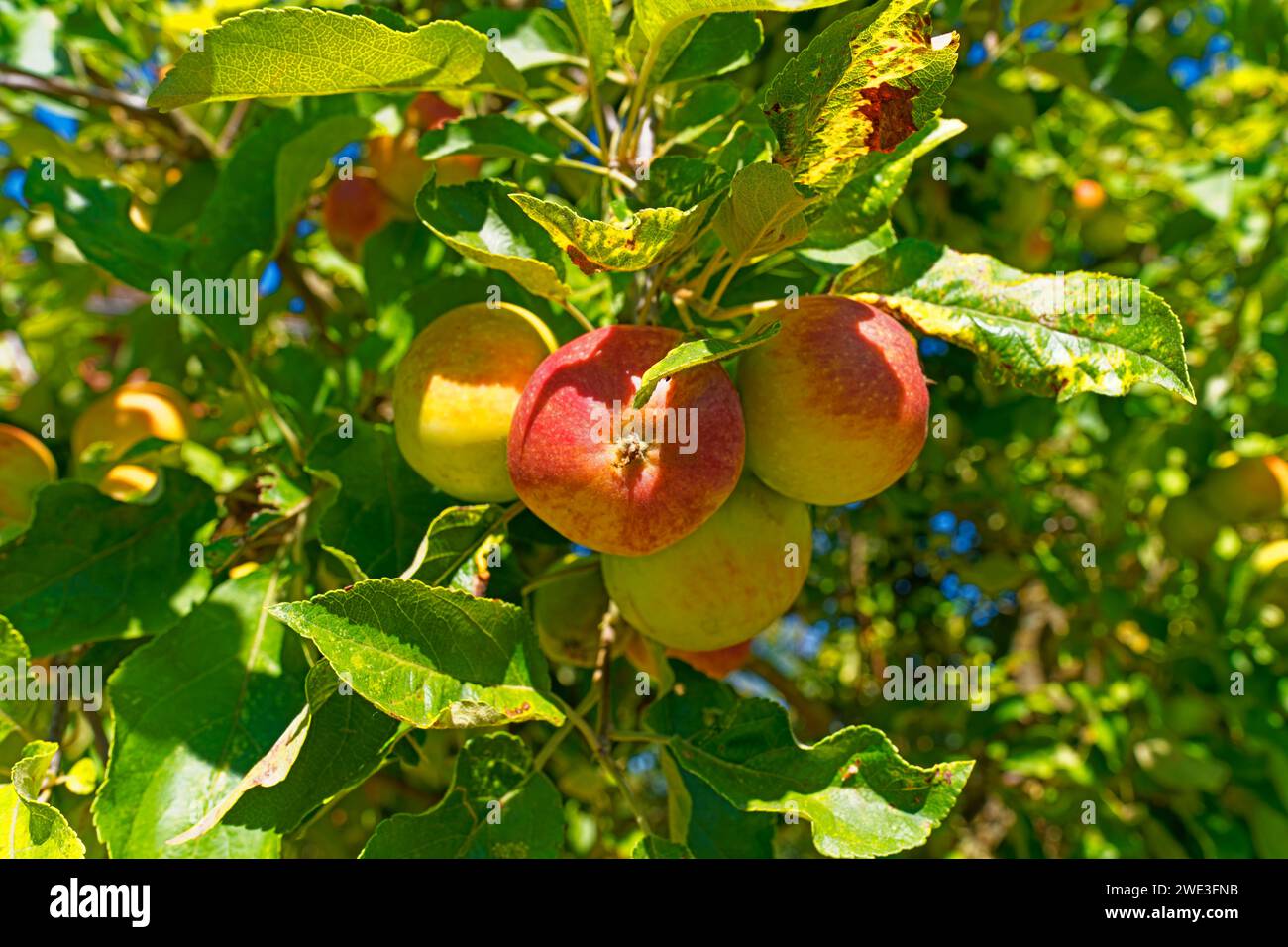 Apfelbaum, Bäume, Detail, Deutschland, Europa, Gärten, Niedersachsen, Obst, Pflanzen ...