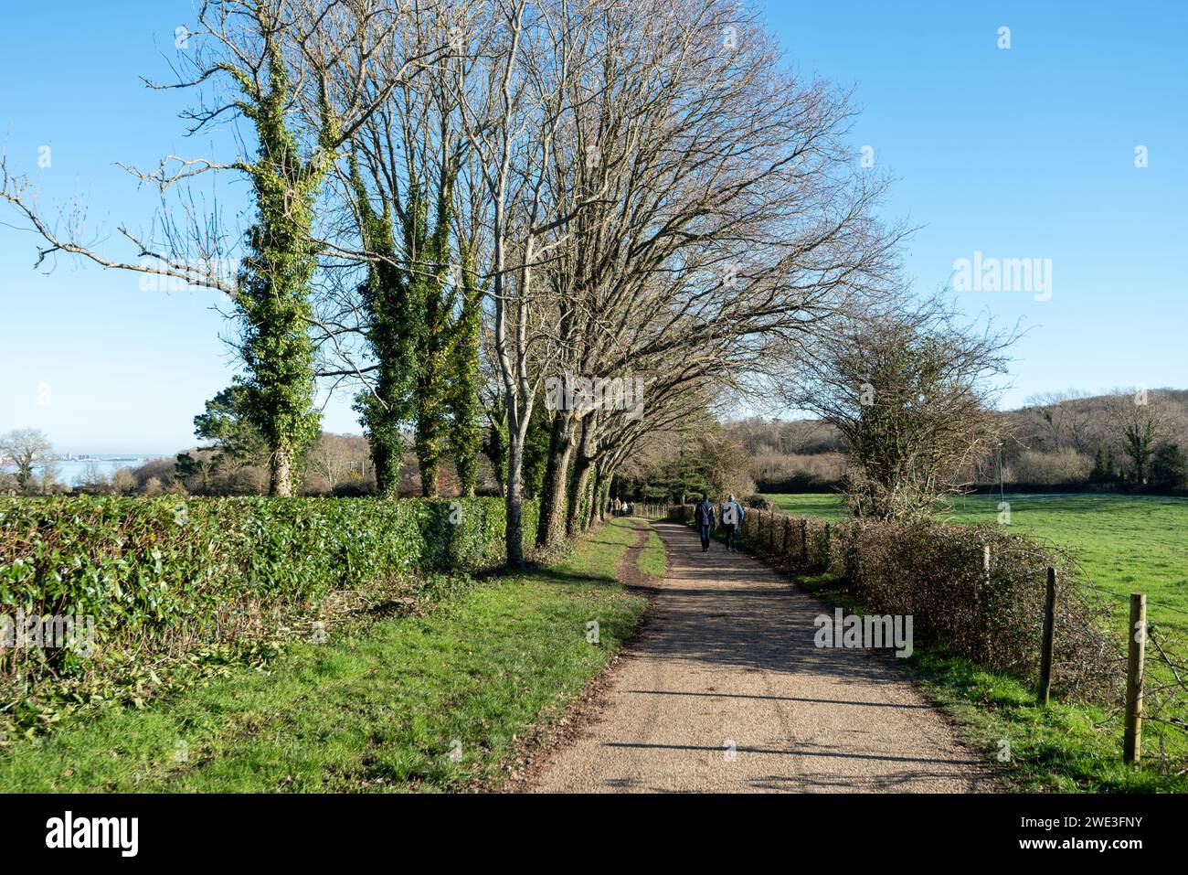 Narrow dirt road along trees hi-res stock photography and images - Alamy