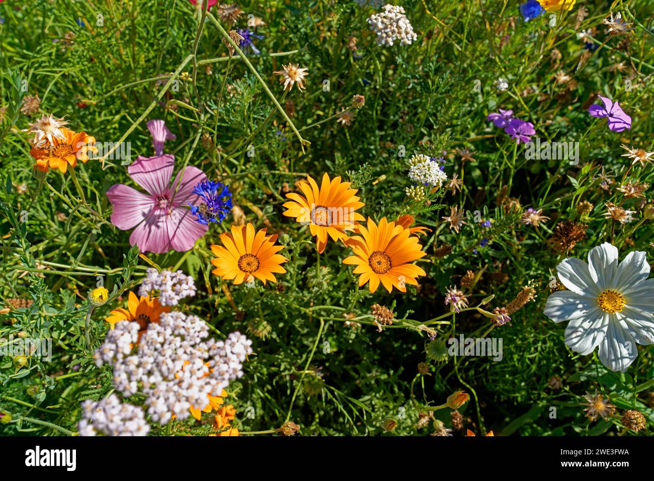 Blumen, Blüten, Detail, Deutschland, Europa, Niedersachsen, Pflanzen ...