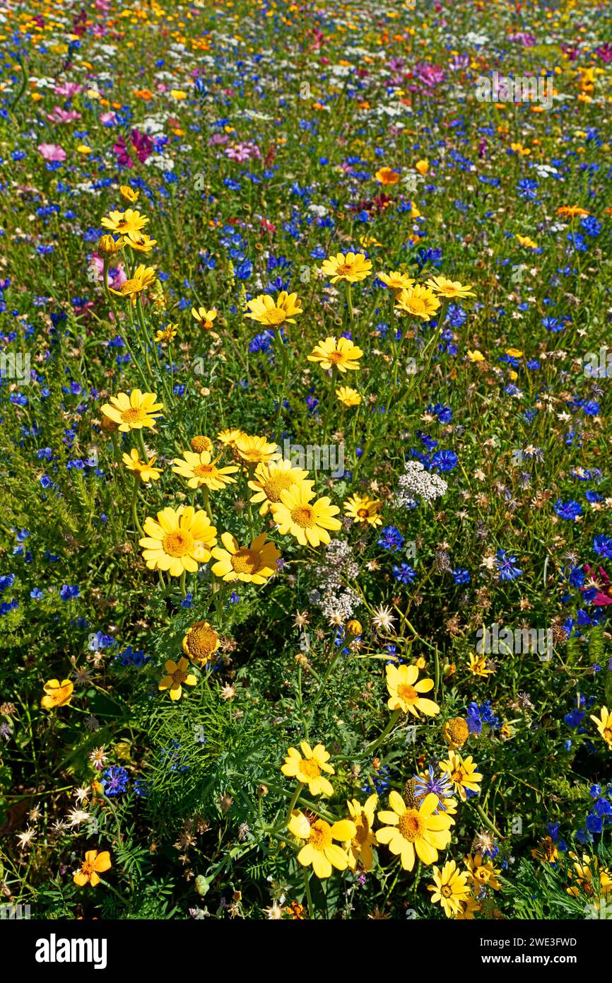 Stolzenauer strasse hi-res stock photography and images - Alamy