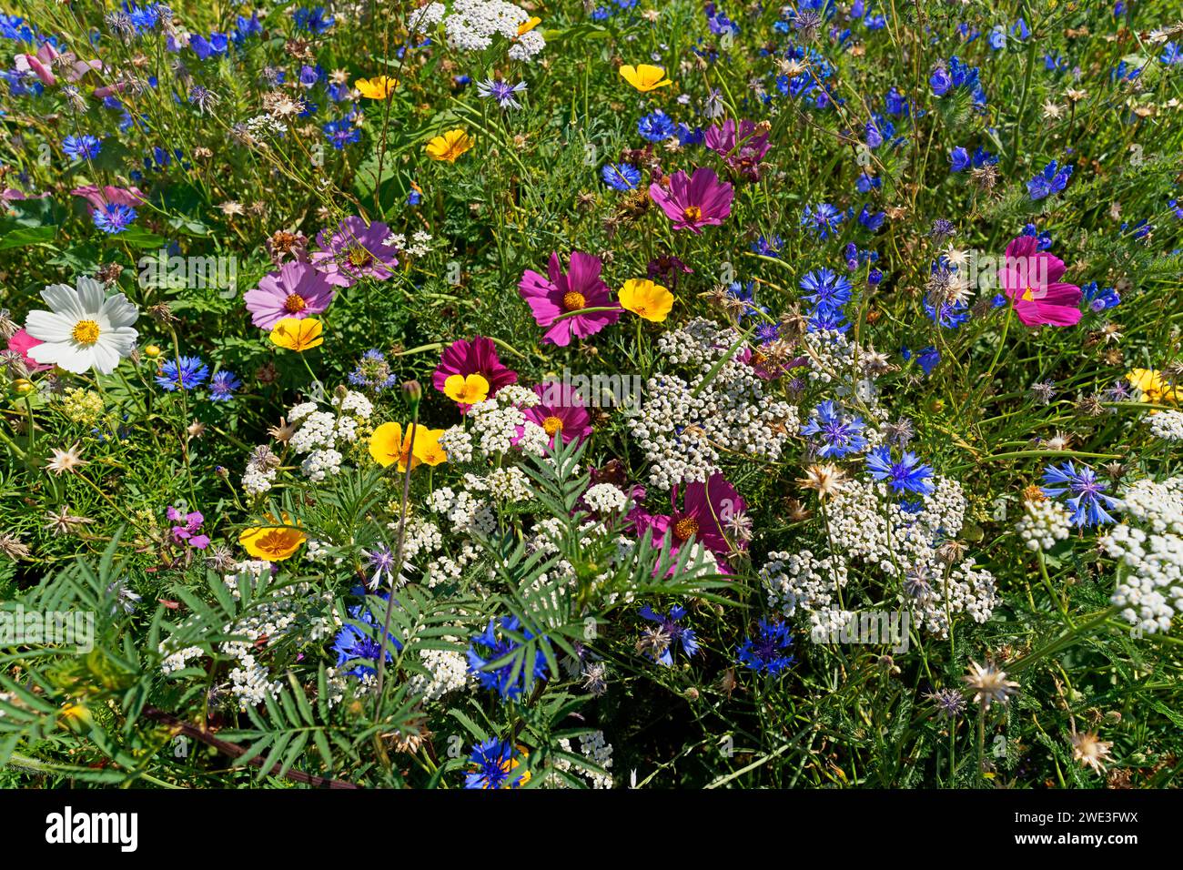 Blumen, Blüten, Detail, Deutschland, Europa, Niedersachsen, Pflanzen ...