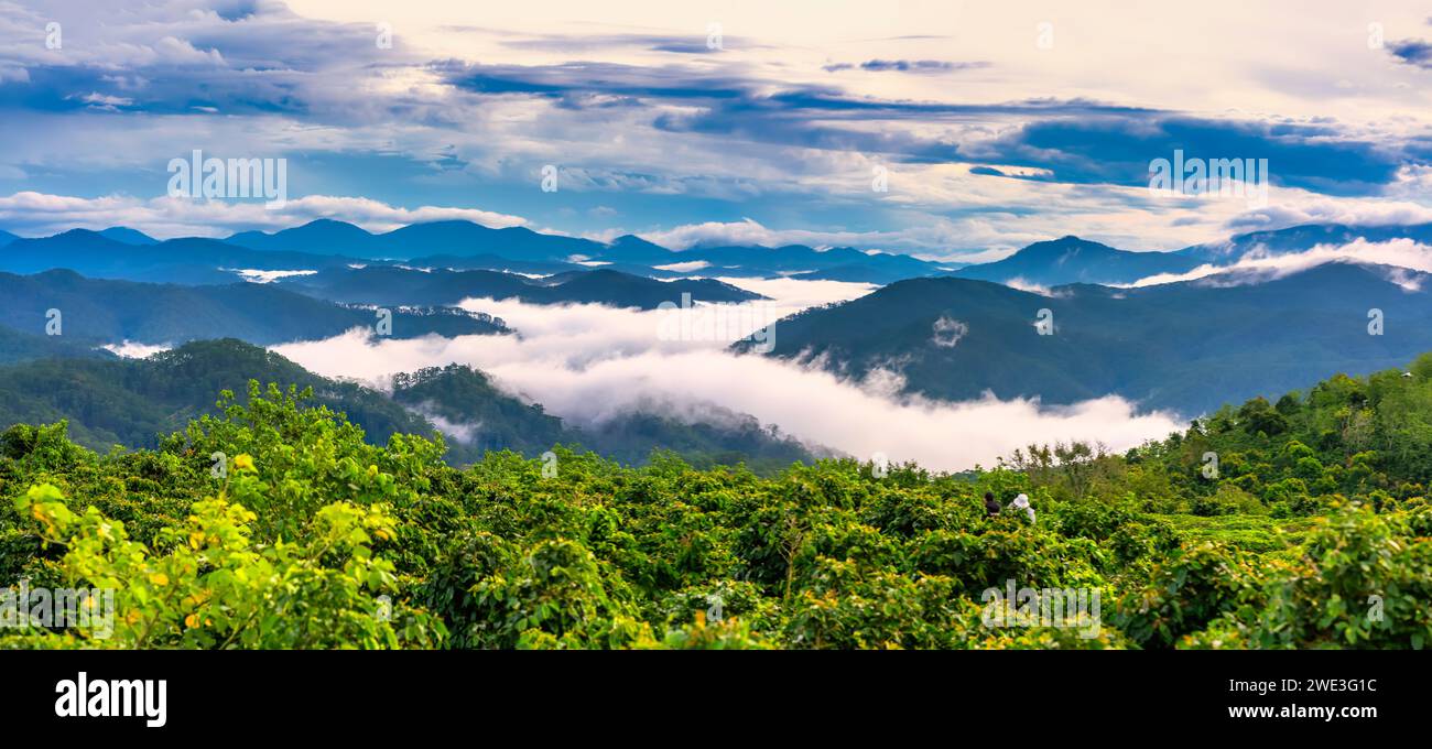 Scenery on hillside of tea planted in misty highlands below beautiful ...