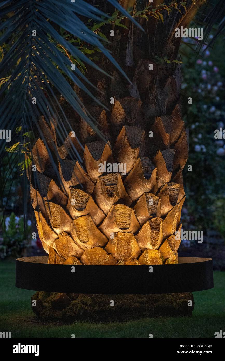 Palm tree (Butia odorata) illuminated by a circular lighting system ...