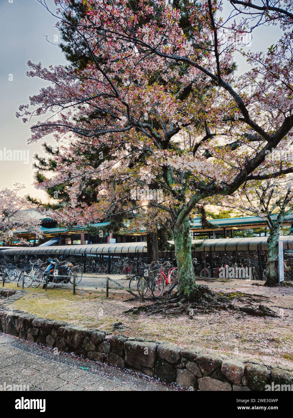 Trees blooming in the streets of Japan Stock Photo - Alamy