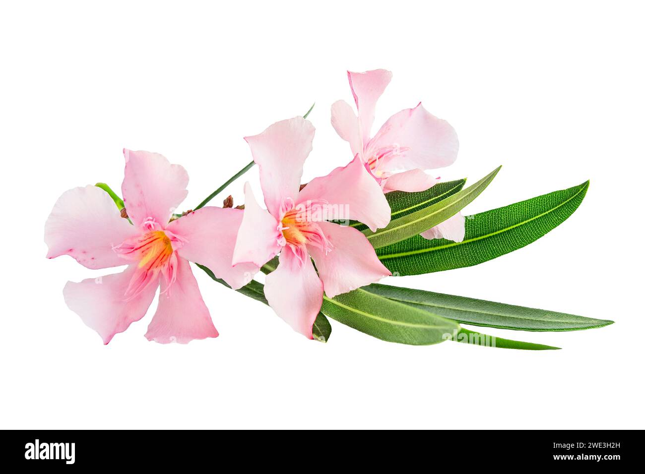 Beautiful pink oleander flowers isolated on white background. Natural ...