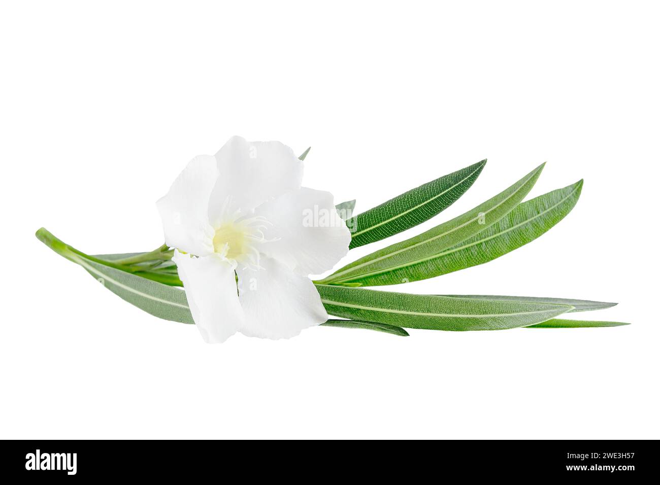 Beautiful white oleander flowers isolated on white background. Natural ...