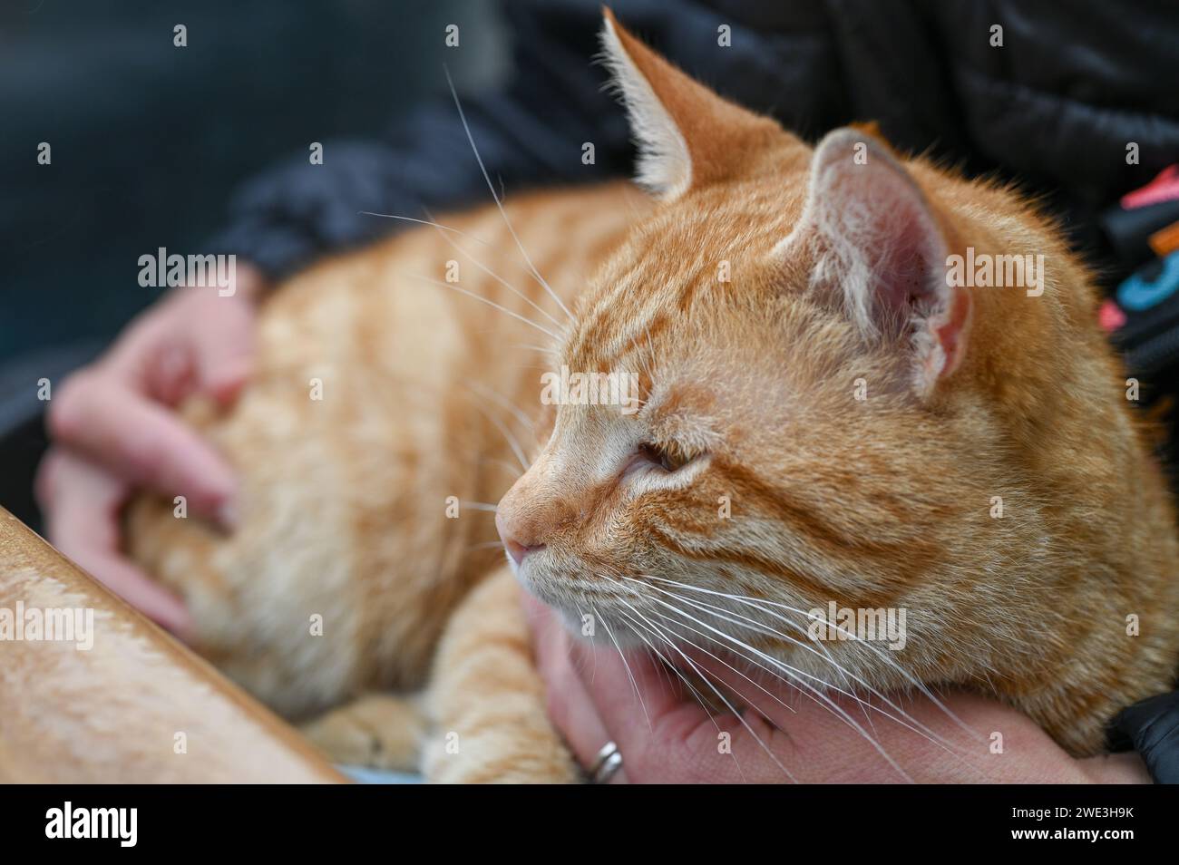 Cute kitten in womans arms hi-res stock photography and images - Alamy