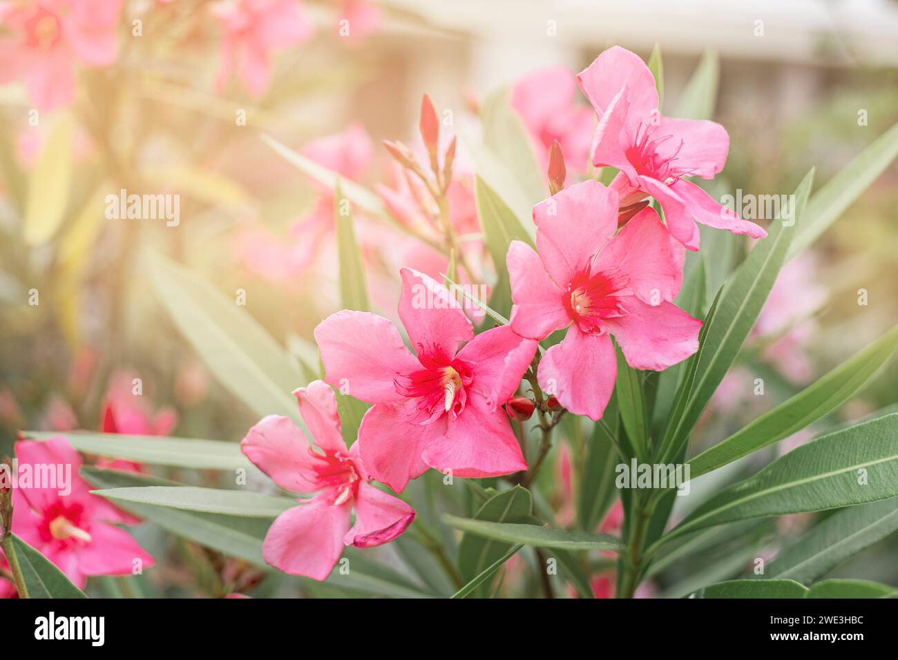 Pink Oleander flower in bloom, Nerium oleander. Flower background. Red ...