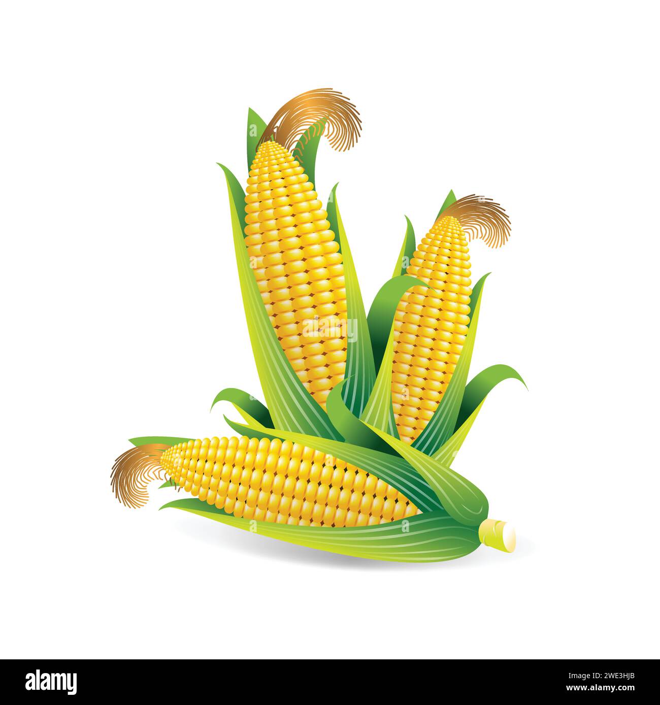 Corn. An ear of rapeseed yellow corn wrapped in green leaves. Peeled ...