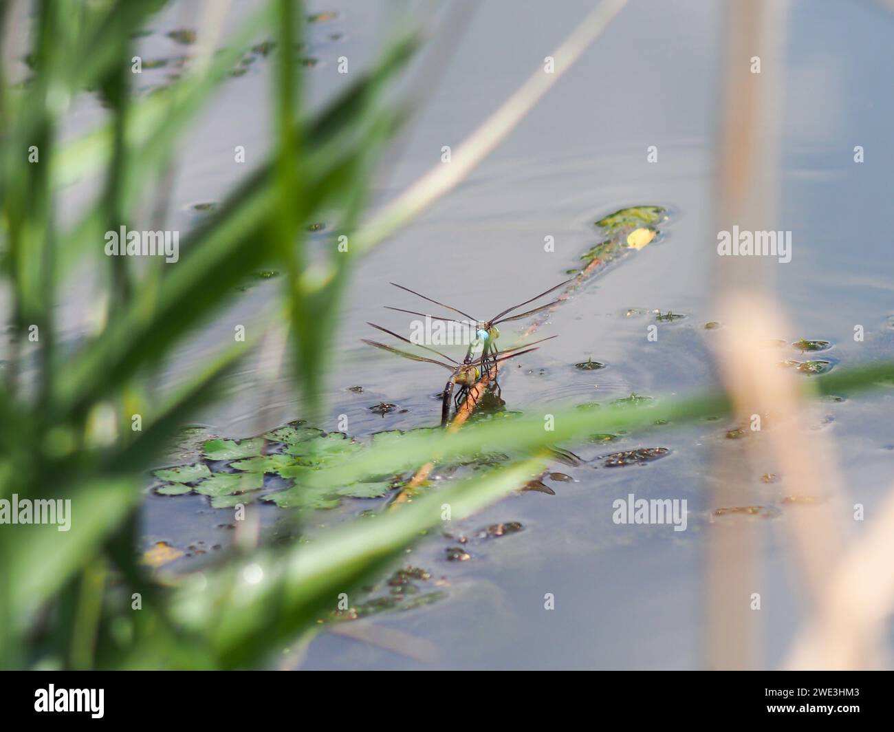 Male and female dragonfly or blue Anax imperator mating Stock Photo - Alamy