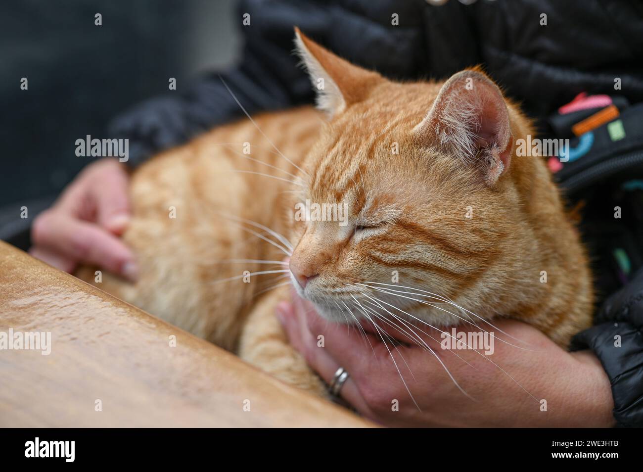 Cat in womans arms hi-res stock photography and images - Alamy
