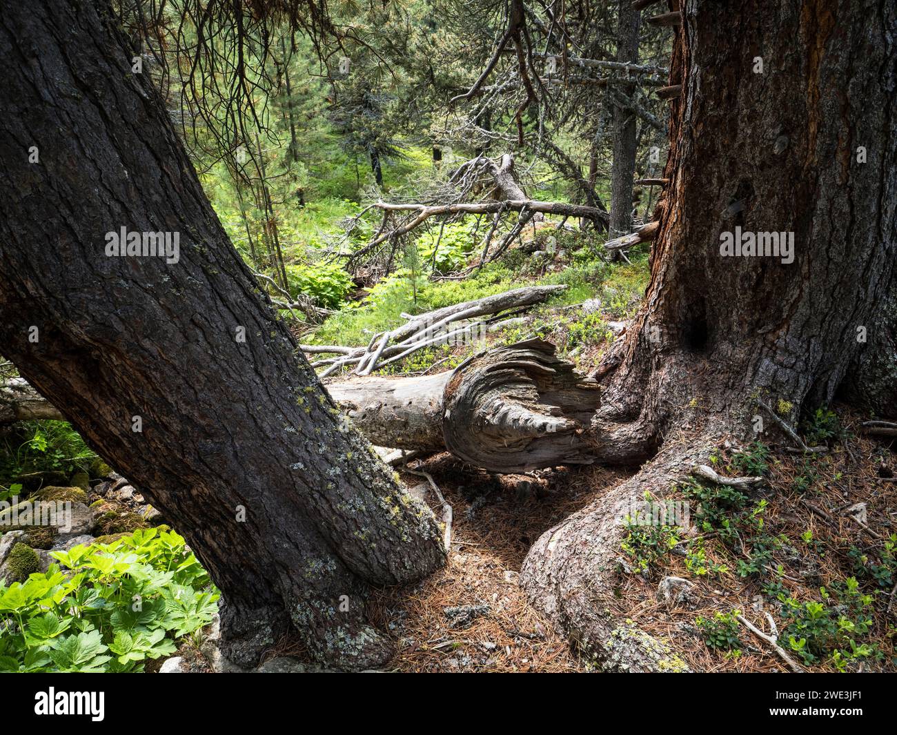 God Tamangur im Val S-charl in der Gem. S-charl am 07.07.2023 Stock ...