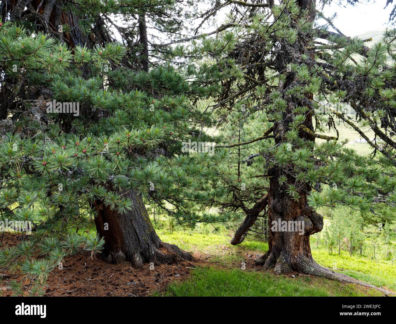 God Tamangur im Val S-charl in der Gem. S-charl am 07.07.2023 Stock ...